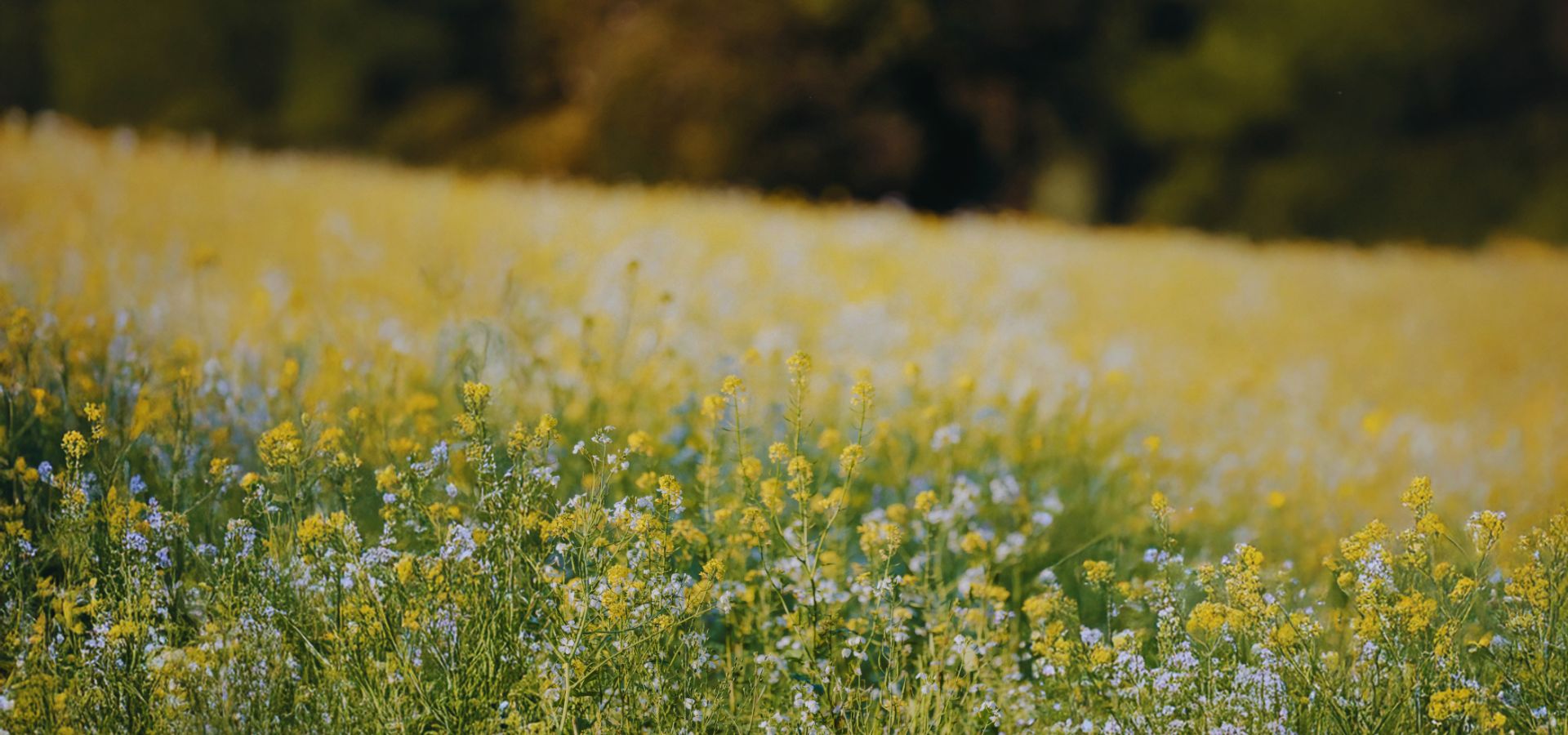 THE VIRTUE OF MODESTY | CPS GLOBAL