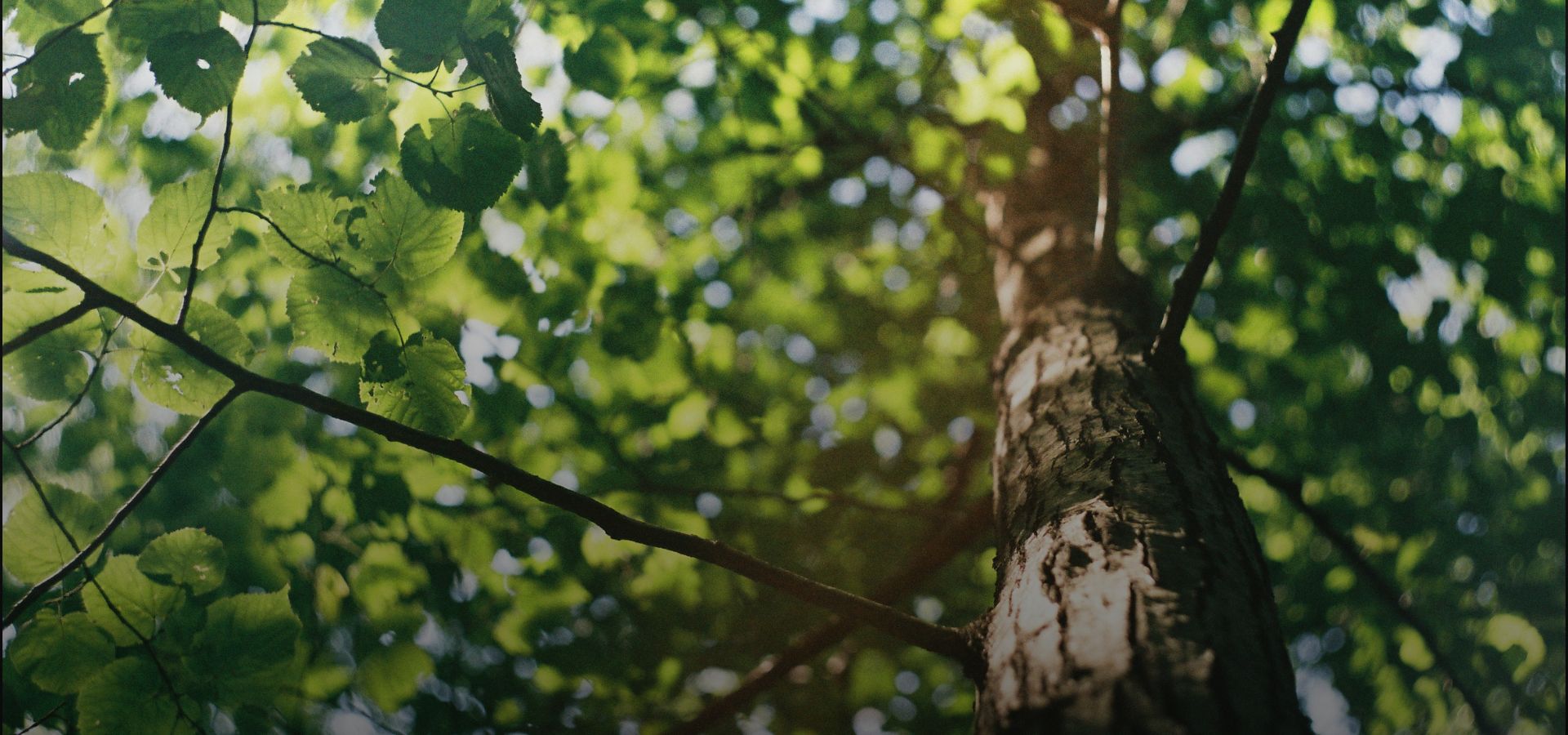 THE TREE’S ELOQUENT SILENCE | CPS GLOBAL